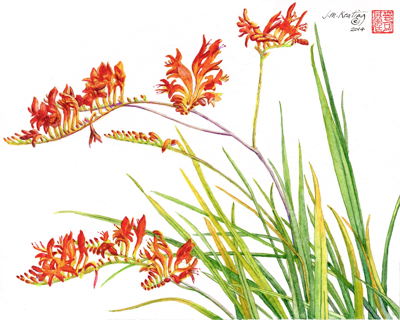 Firecracker Flower – John Michael Keating