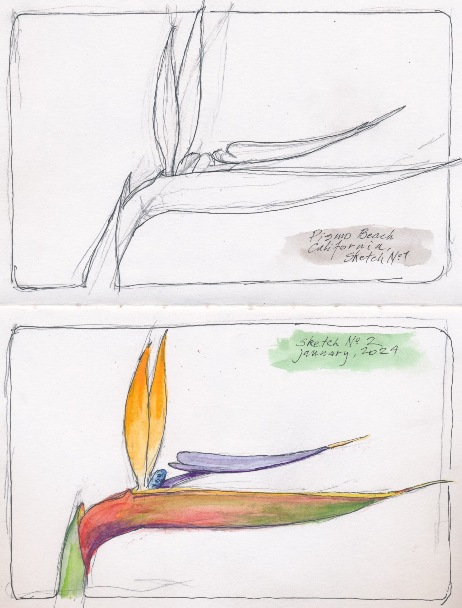 Bird of Paradise Sketches – John Michael Keating